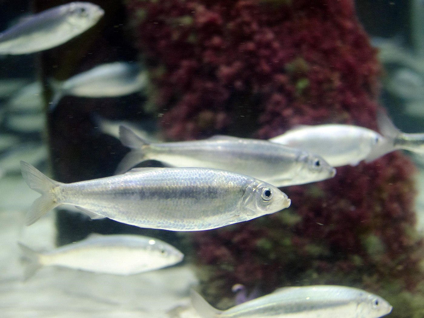 Climatic changes and overfishing depleted Baltic herring long before ...